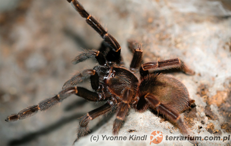Ephebopus rufescens - Terrarium