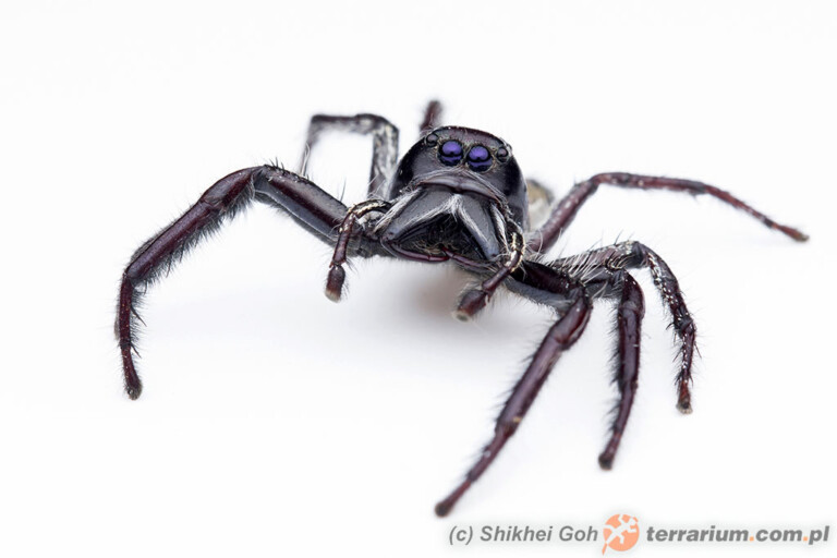 Hyllus diardi – skakun – Terrarium