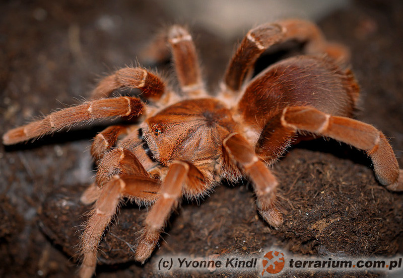 Pelinobius muticus – Terrarium