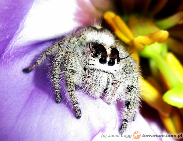 Hyllus diardi – skakun – Terrarium