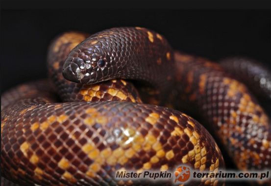 Calabaria reinhardtii - pyton ziemny - Terrarium