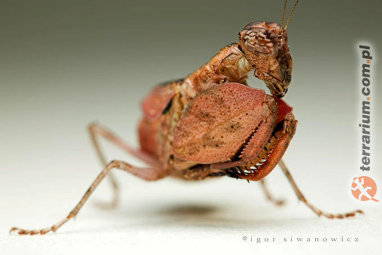 Hestiasula brunneriana - Terrarium