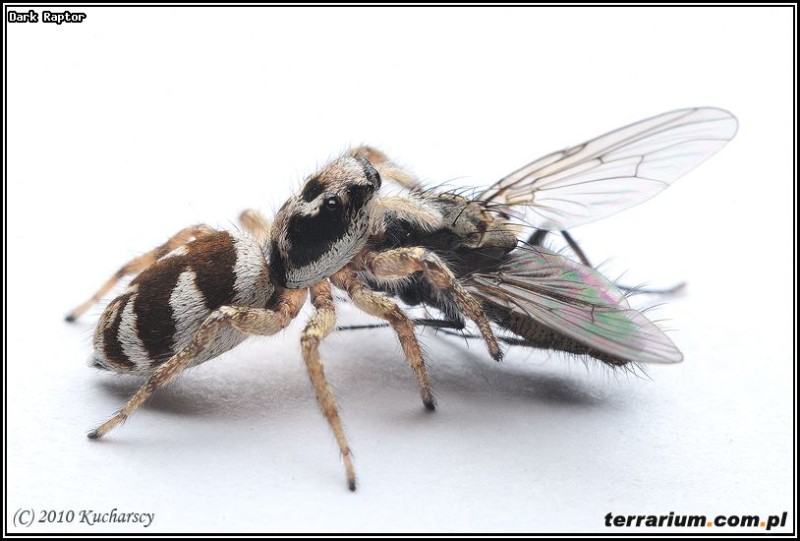 Salticidae – skakunowate, skakuny – Terrarium