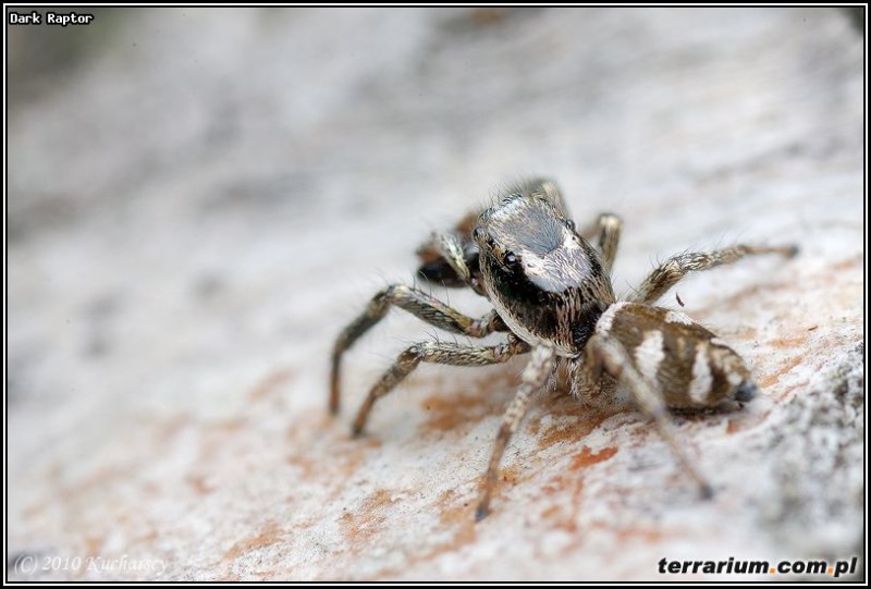 Lista gatunków skakunów (Salticidae) w Polsce - Terrarium.com.pl