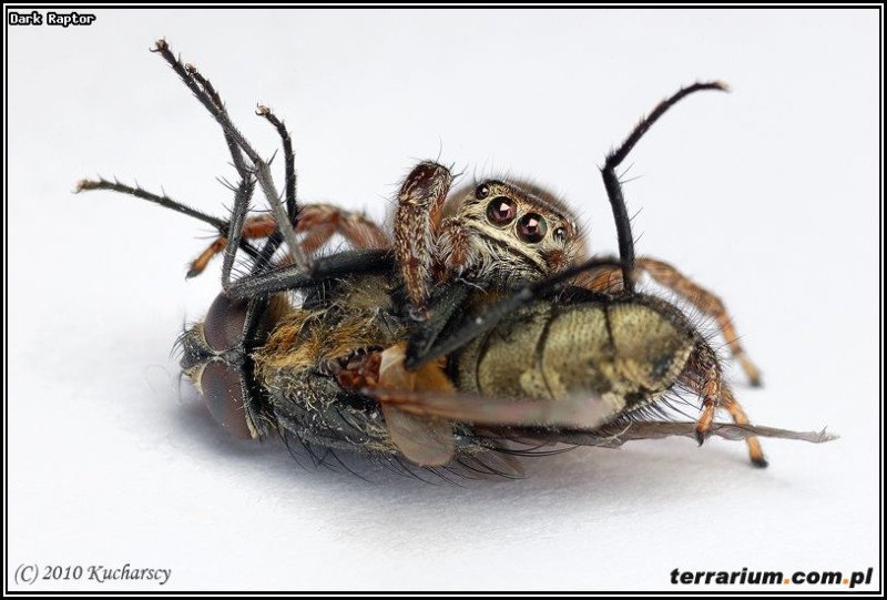 Salticidae – skakunowate, skakuny – Terrarium