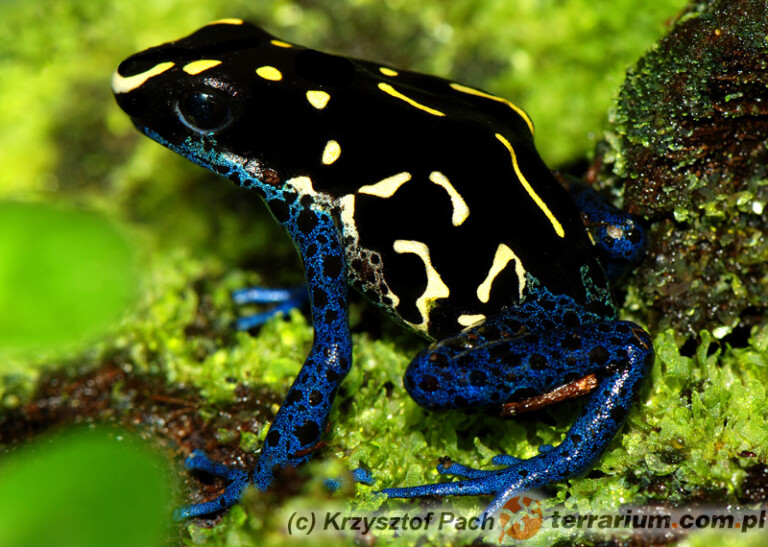 Dendrobatidae – drzewołazowate – Terrarium
