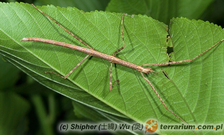 Medauroidea extradentata - patyczak rogaty - Terrarium