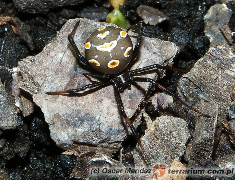 Latrodectus tredecimguttatus - karakurt, karakurt trzynastokropki ...