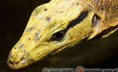 Varanus cumingi – waran Cuminga – Terrarium