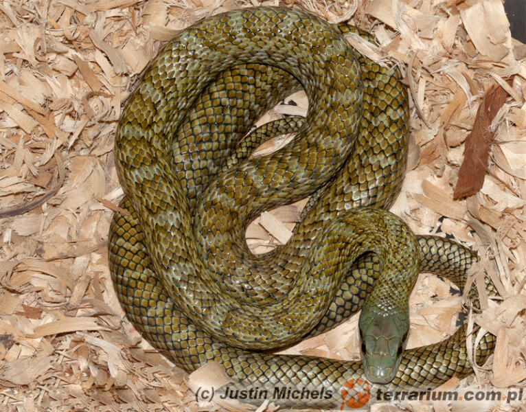 Elaphe climacophora - wąż japoński, połoz japoński - Terrarium