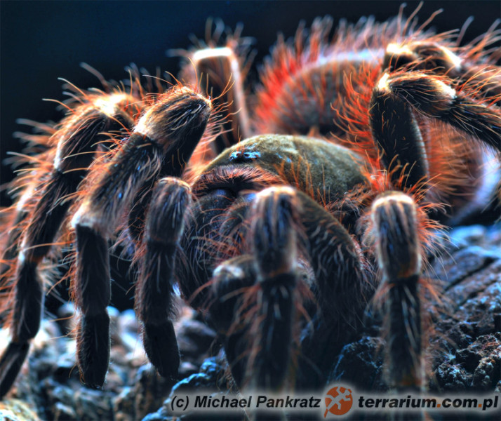 Acanthoscurria theraphosoides – ptasznik – Terrarium