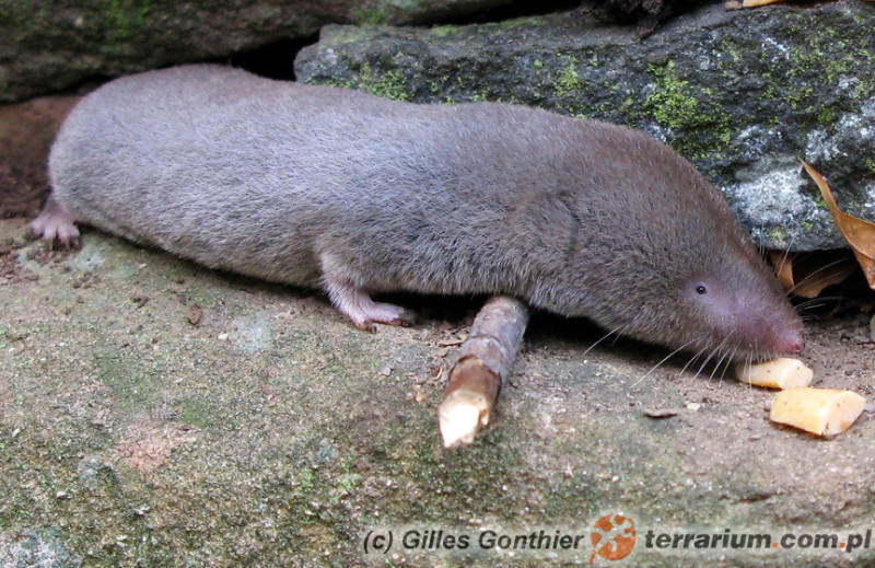 Blarina brevicauda – blarina krótkoogonowa, ryjówka krótkoogoniasta ...