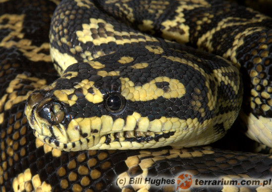 Morelia spilota - pyton rombowy*, pyton dywanowy* - Terrarium