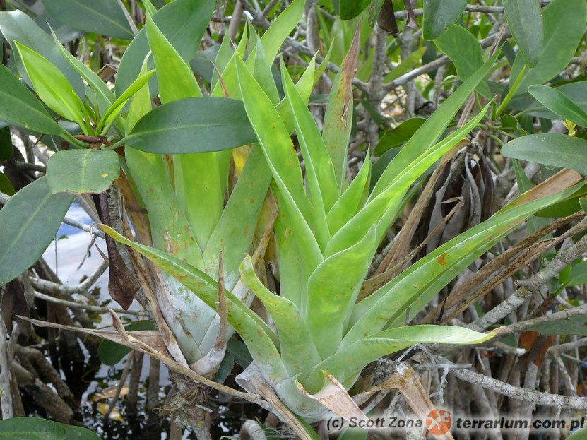 Catopsis berteroniana - katopsis - Terrarium