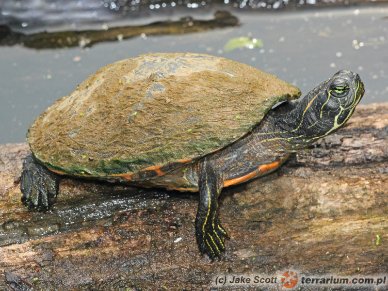 Pseudemys spp. – żółwie – Terrarium