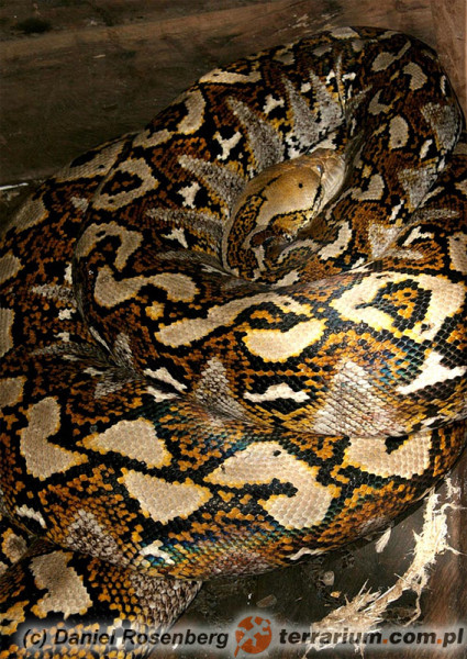 Python reticulatus – pyton siatkowany – Terrarium