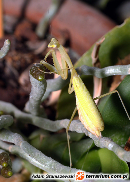 Miomantis paykullii – Terrarium
