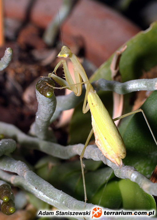 Miomantis paykullii - Terrarium