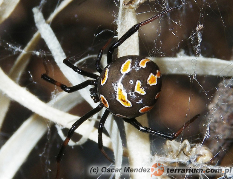 Latrodectus tredecimguttatus – karakurt, karakurt trzynastokropki ...