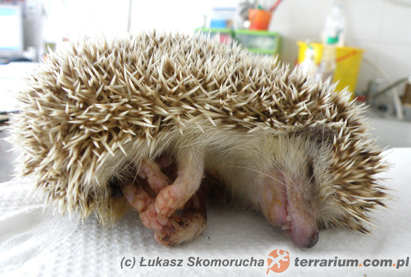 Wobbly hedgehog syndrome - tajemnicza choroba jeży afrykańskich - Terrarium