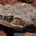 Rhinella marina – ropucha aga – Terrarium