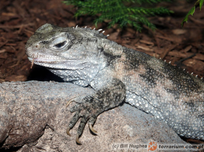 Sphenodontidae – hatteriowate, hatterie, tuatary – Terrarium