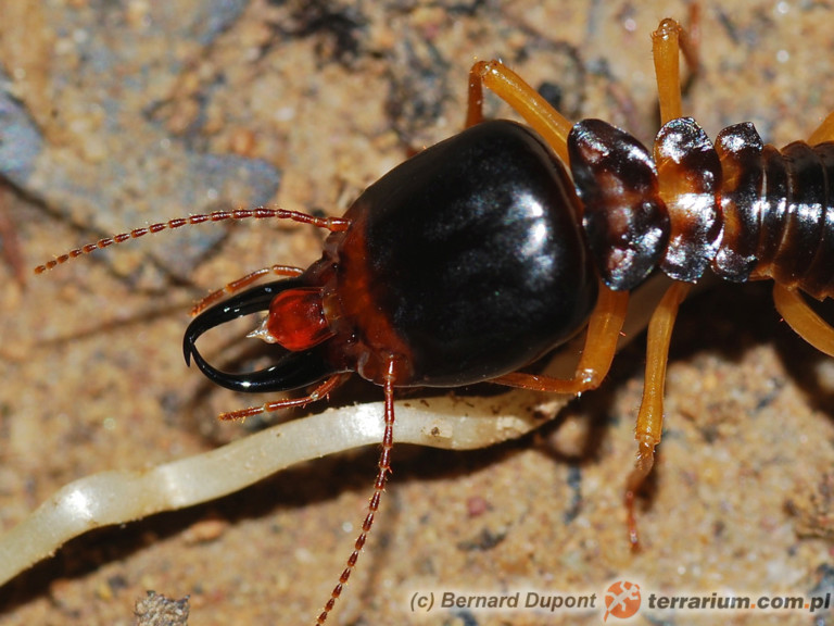 Termity – owady społeczne – Terrarium
