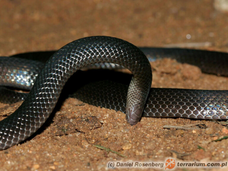 Atractaspis bibronii – Terrarium