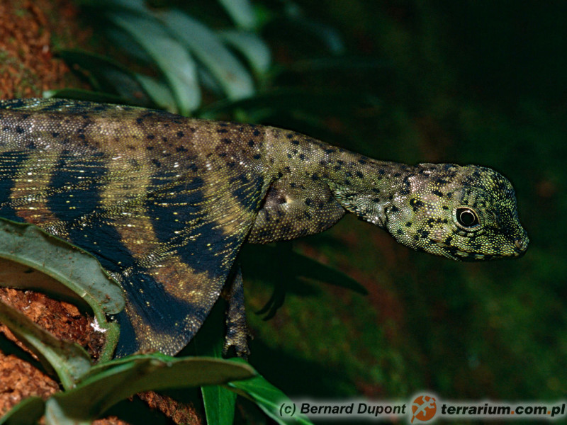 Draco spp. – drako latające, smoki latające – Terrarium