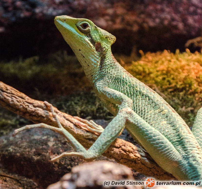 Laemanctus longipes - hełmogwan stożkogłowy - Terrarium