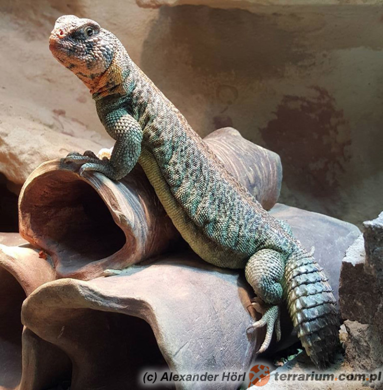 Uromastyx thomasi – biczogon omański* – Terrarium