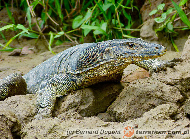 Varanus salvator - waran leśny - Terrarium