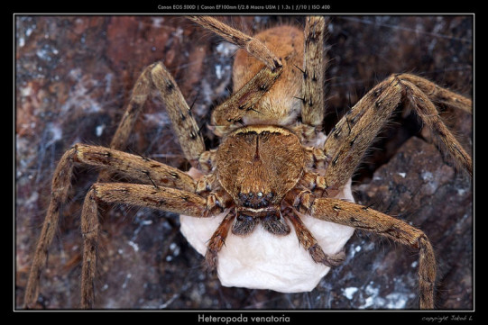 Heteropoda venatoria - Terrarium