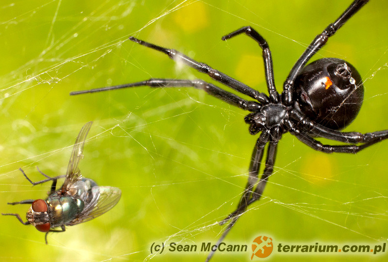 Latrodectus spp. - czarne wdowy - Terrarium