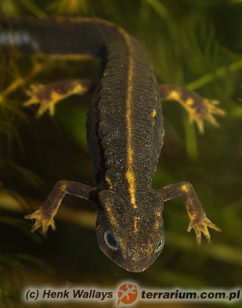 Cynops ensicauda – traszka riukiańska – Terrarium