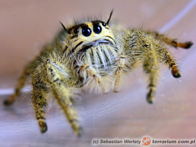 Hyllus diardi – skakun – Terrarium