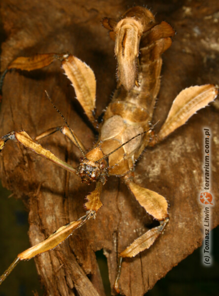Extatosoma tiaratum – straszyk australijski – Terrarium