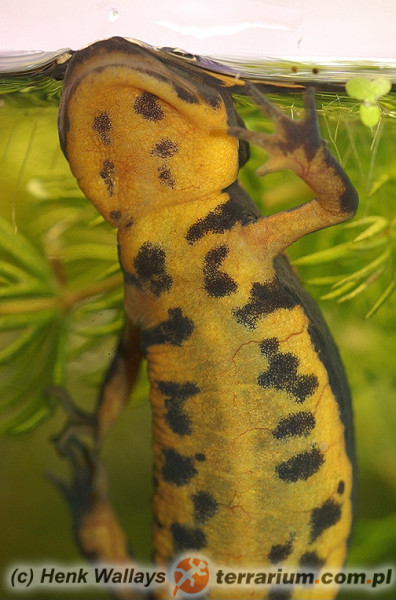 Cynops ensicauda – traszka riukiańska – Terrarium