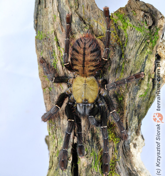 Omothymus schioedtei – ptasznik – Terrarium