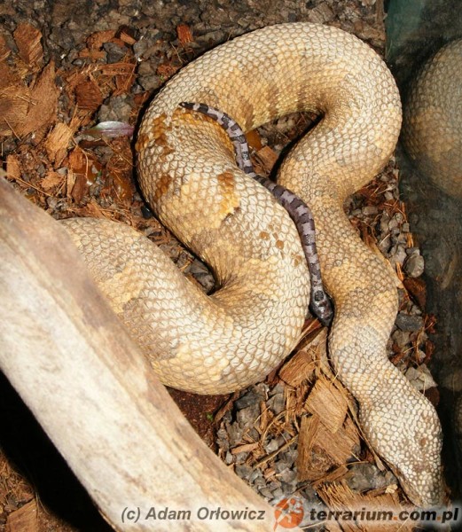 Candoia aspera – boa nowogwinejski – Terrarium