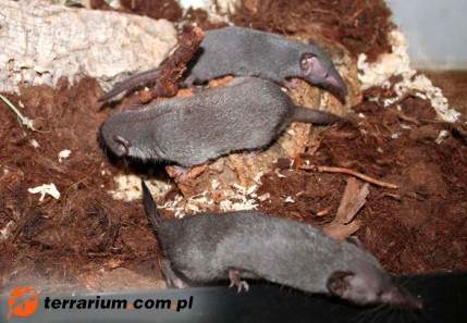 Suncus murinus – ryjówek domowy, ryjówka domowa** – Terrarium