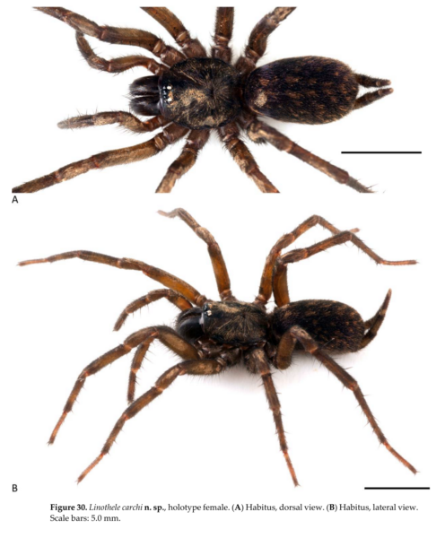 Linothele megatheloides powraca do starej nazwy – Przegląd pająków z ...