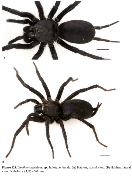 Linothele megatheloides powraca - Rewizja rodzaju Linothele