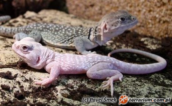 Crotaphytus collaris – obrożniak zwyczajny, legwan obrożny* – Terrarium