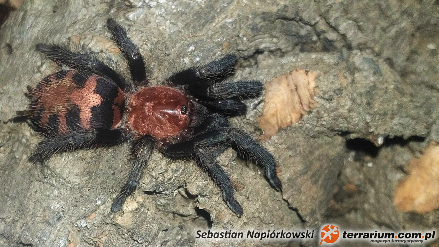 Kompleks Davus pentaloris – 12 nowych ptaszników – Terrarium