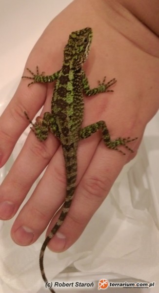 Diploderma splendidum (dawniej Japalura splendida) – Raport rozmnożenia ...