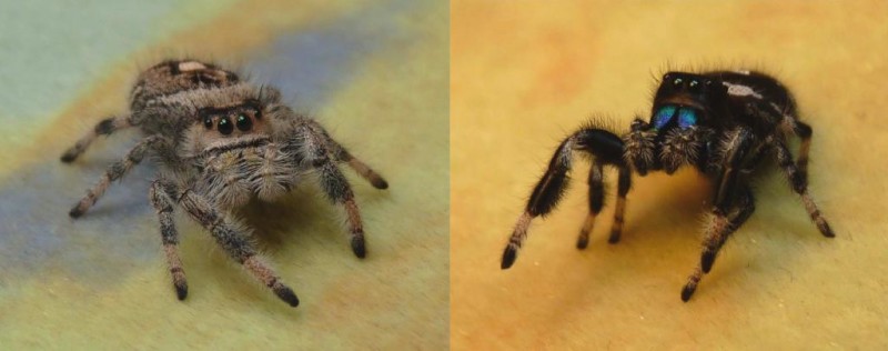 Phidippus regius – Terrarium